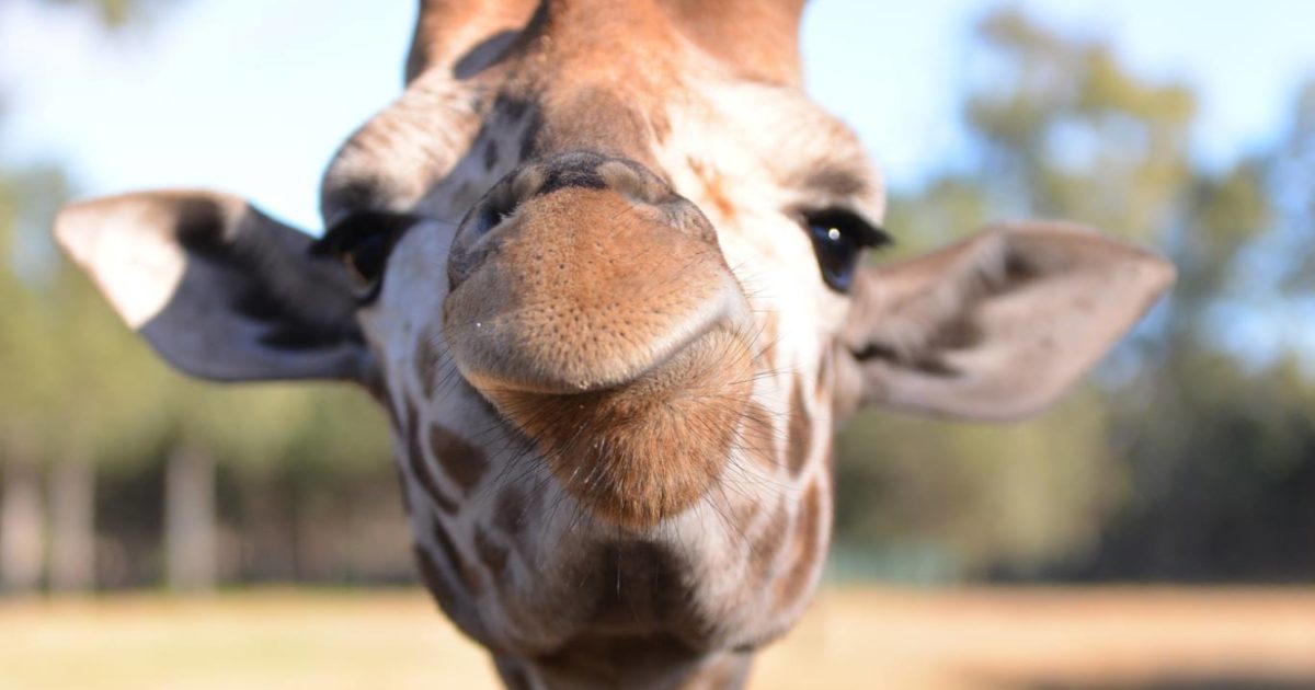 Taronga Western Plains Zoo • Dubbo Region